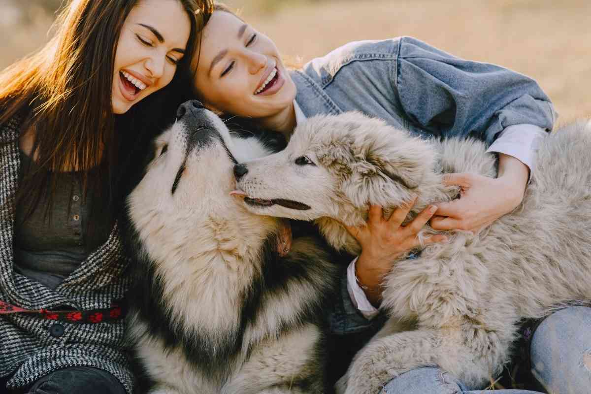 Do Siberian Huskies Like To Cuddle? - Embora Pets