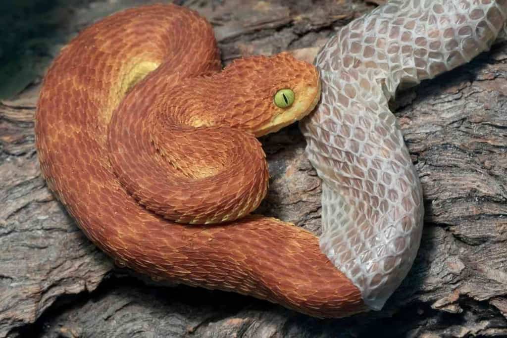 10 Pros and Cons of Having a Corn Snake as a Pet - Embora Pets