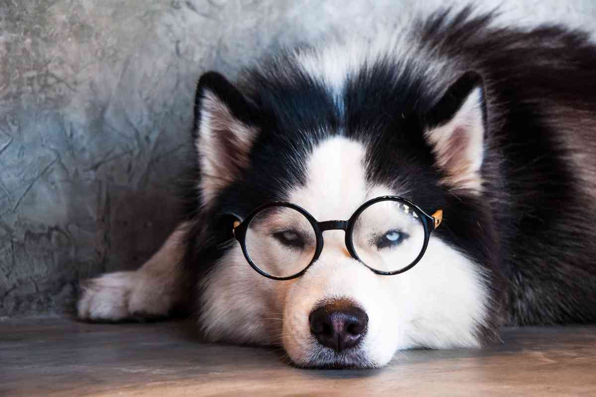Siberian Husky Shedding: The Ultimate Guide! - Embora Pets