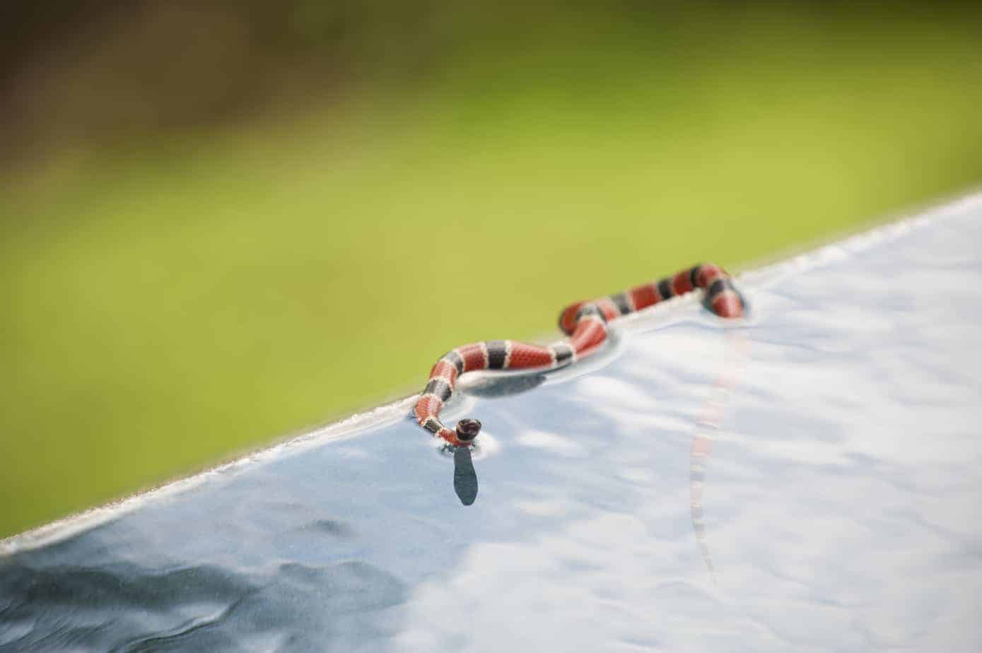 Coral Snake vs King Snake: 9 Key Differences Explained! - Embora Pets