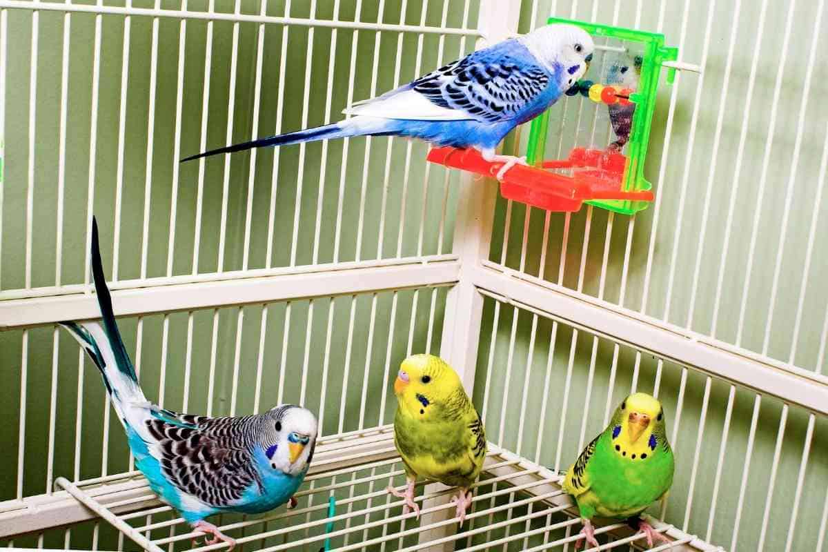 Can Budgies Fly Without Tail Feathers? - Embora Pets