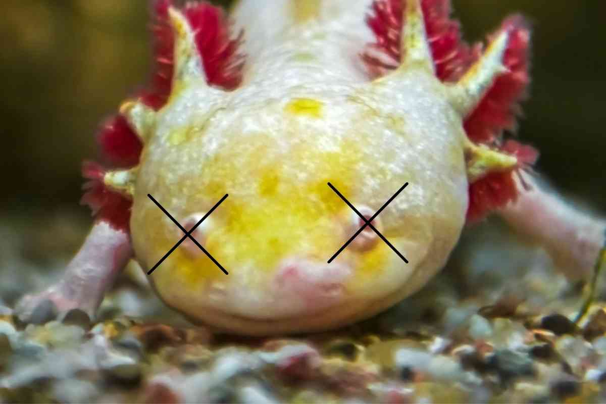 Do Axolotls Die Easily? 10 Common Threats To Your Axolotl’s Longevity ...