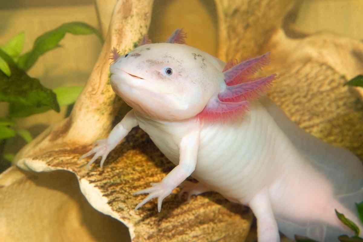How Hard Do Axolotls Bite? Watch Out! - Embora Pets