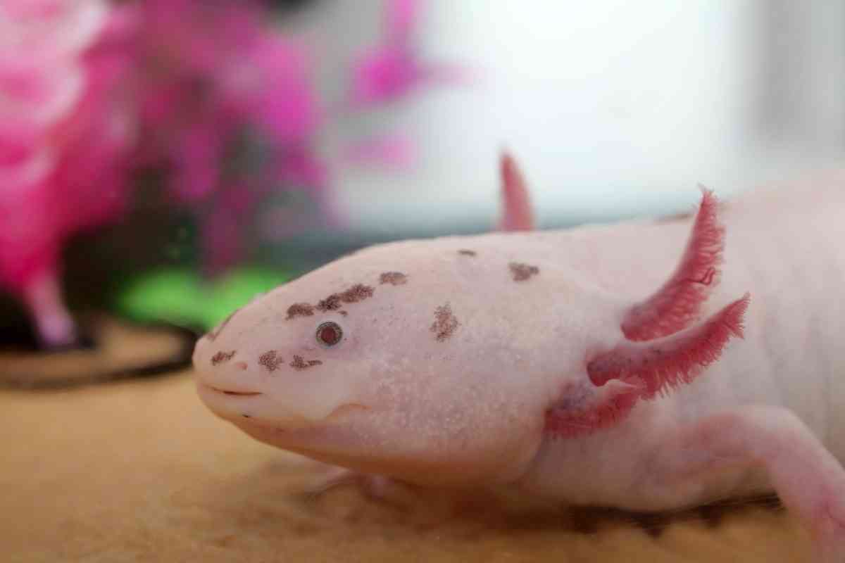 How Hard Do Axolotls Bite? Watch Out! - Embora Pets