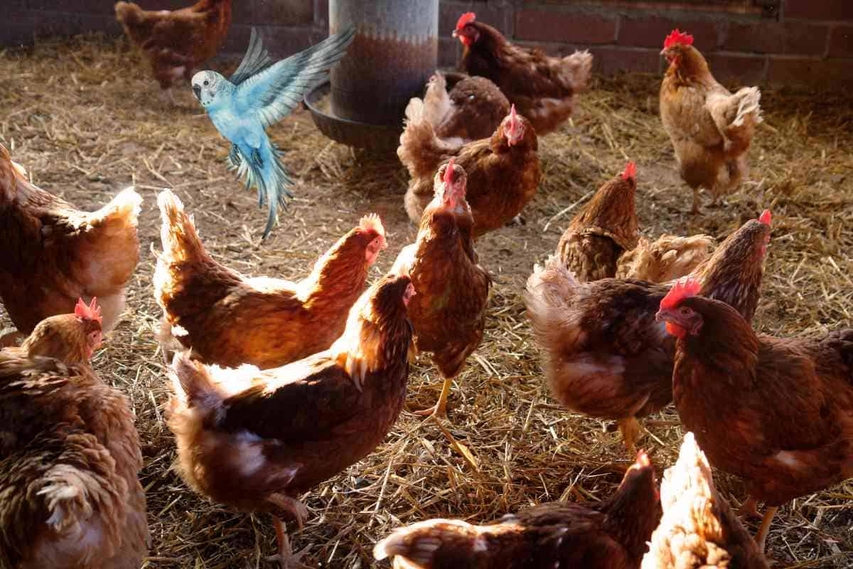 The Ultimate Guide To Keeping Budgies And Chickens Together - Embora Pets
