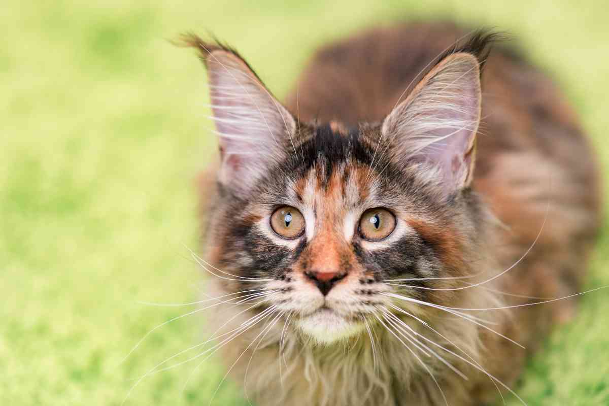 At What Age Do Maine Coon Kittens Naturally Calm Down? - Embora Pets