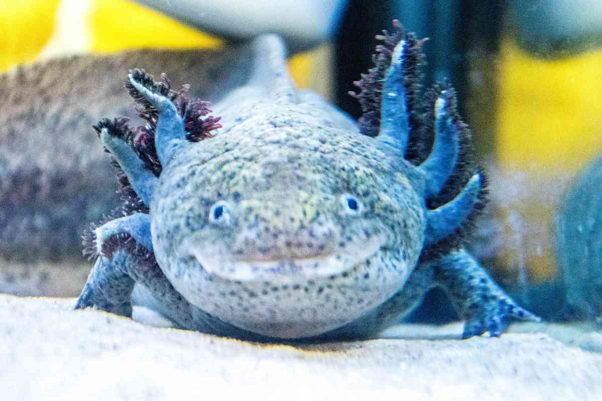 Axolotl Vision: What They Can & Cannot See - Embora Pets