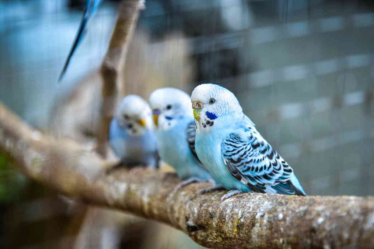 7 Reasons Why Your Budgie Suddenly Died - Embora Pets
