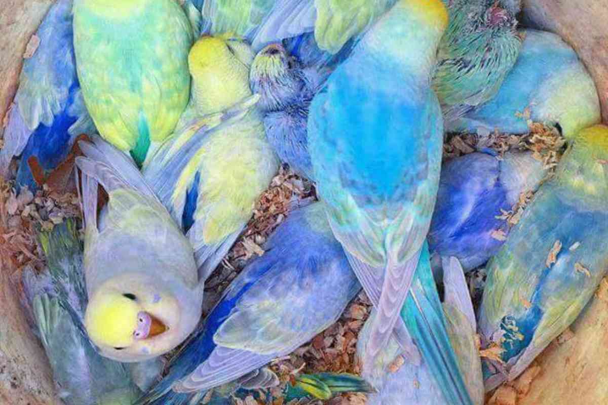 Rainbow Budgies: The Ultimate Guide - Embora Pets