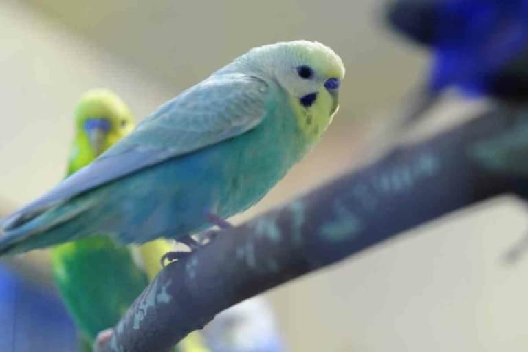 Rainbow Budgies: The Ultimate Guide - Embora Pets