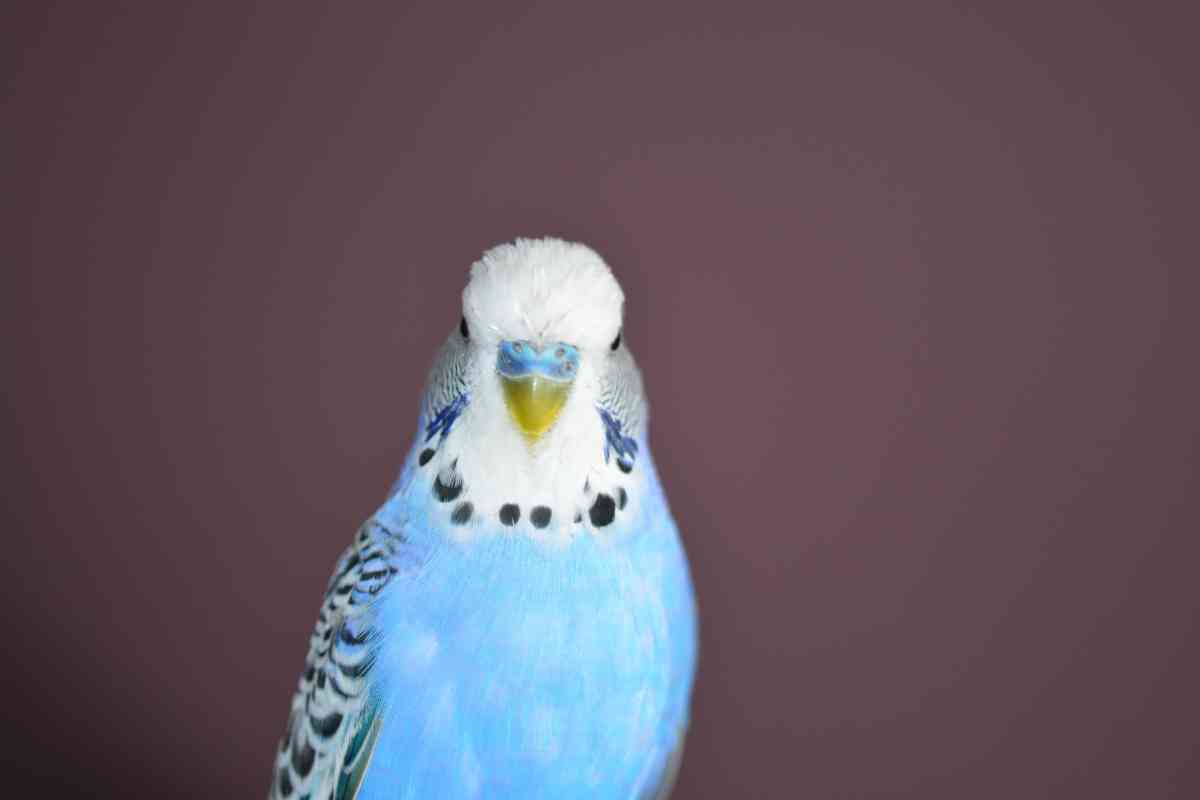 8 Reasons Why Your Budgie Keeps Bobbing Their Heads - Embora Pets