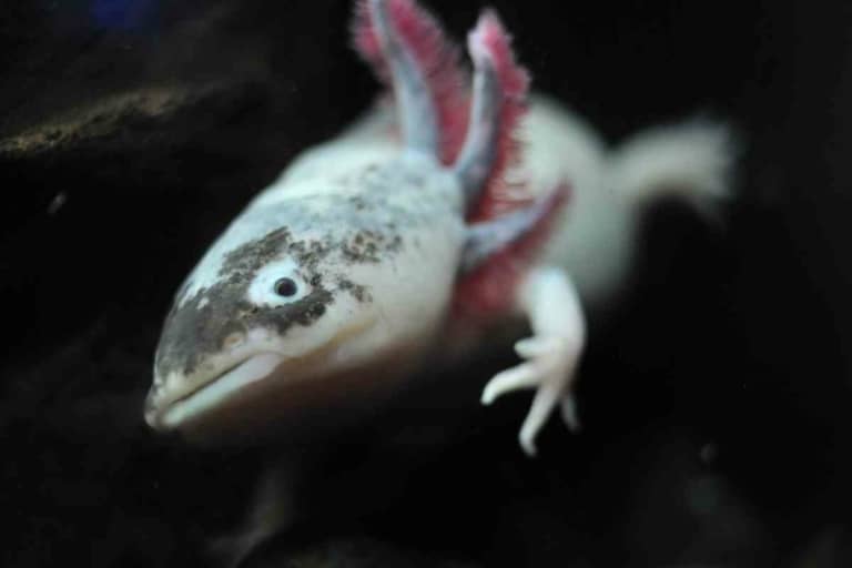 What To Do If Your Axolotl Is Floating - Embora Pets