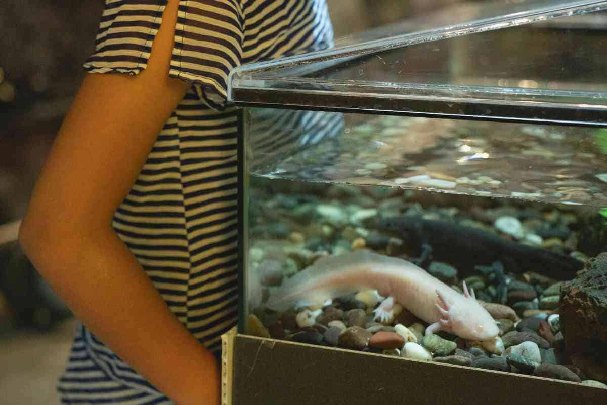 What To Do If Your Axolotl Is Floating - Embora Pets