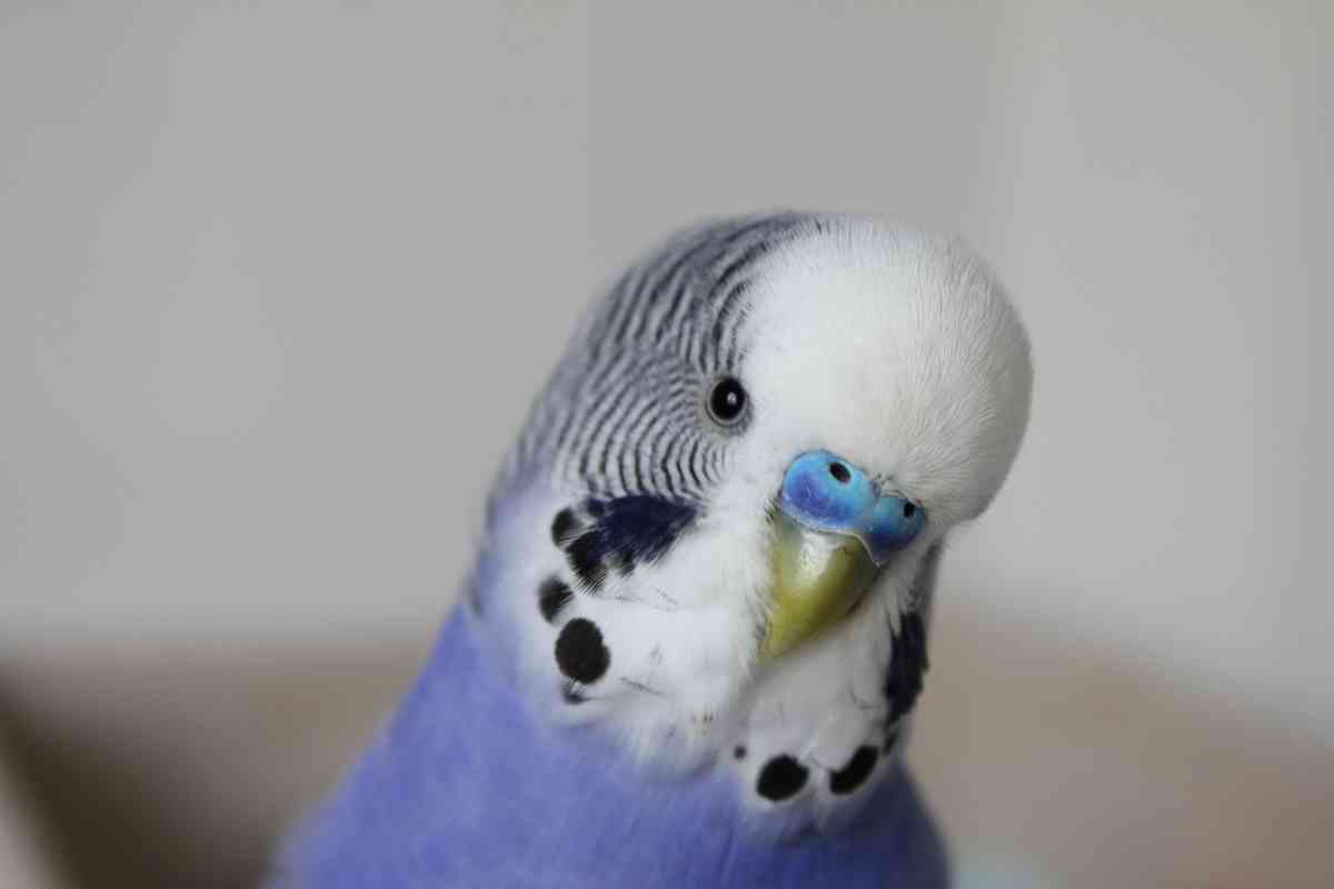 Blue Parakeet Lifespan: 5 Tips To Keep Them Alive Longer - Embora Pets