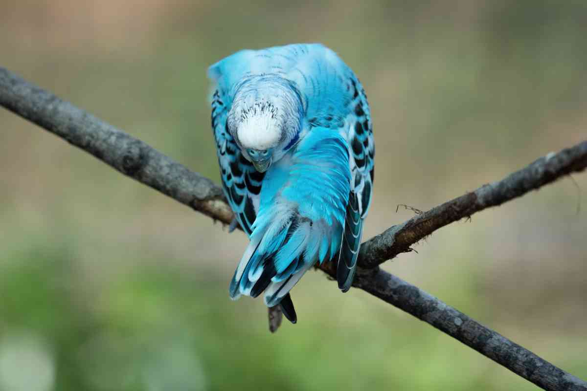 Blue Parakeet Lifespan: 5 Tips To Keep Them Alive Longer - Embora Pets