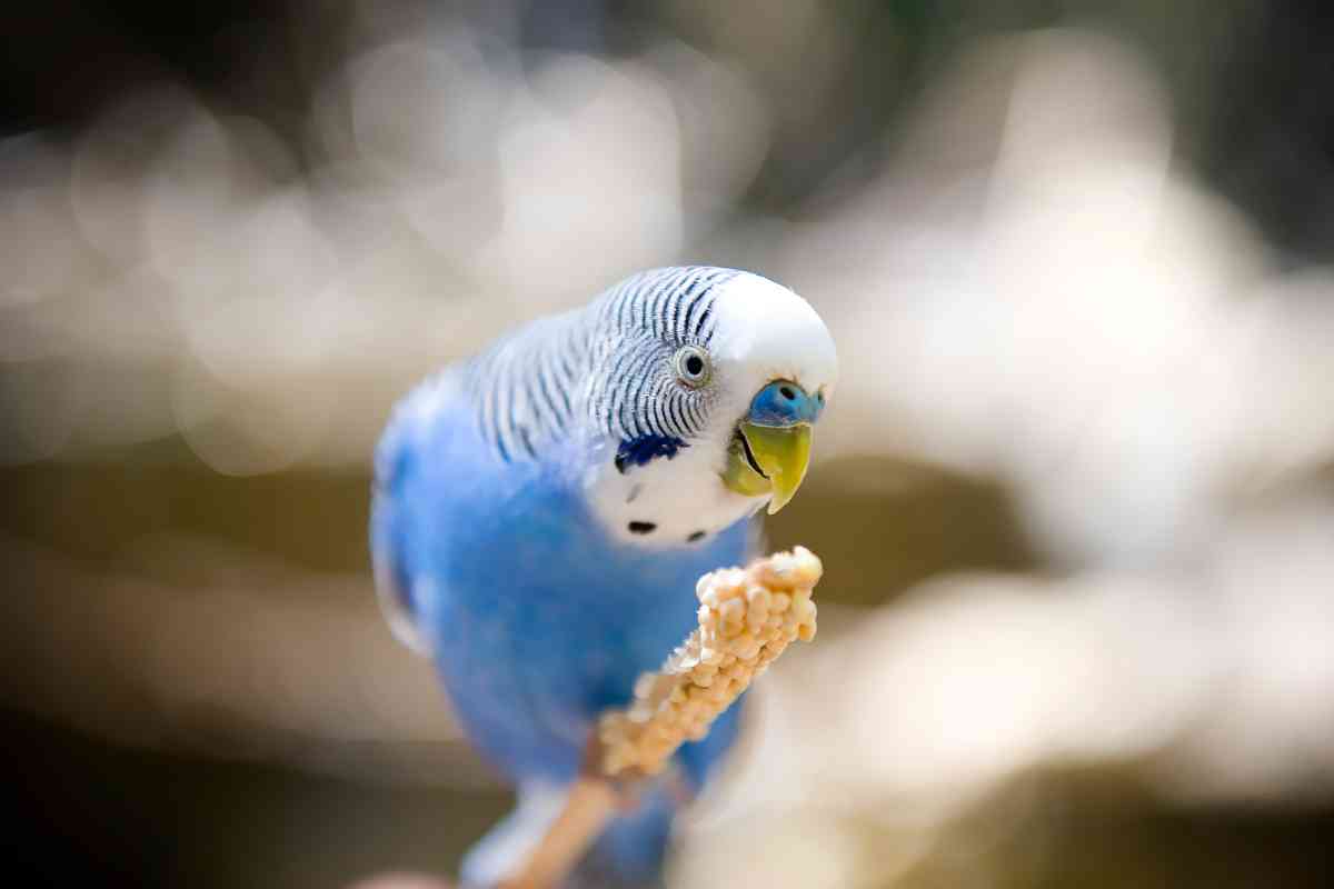 Blue Parakeet Lifespan: 5 Tips To Keep Them Alive Longer - Embora Pets
