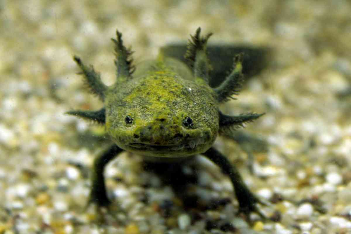 Can Axolotls Come Out Of The Water? 4 Reasons Why They Shouldn’t ...