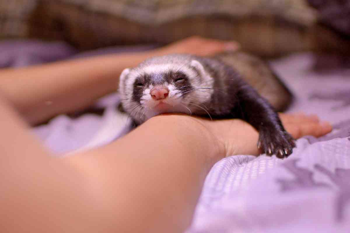Ferrets as Pets: how much do ferrets cost? What is Their Aggressiveness ...