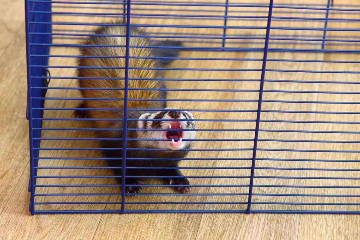 Ferrets as Pets: how much do ferrets cost? What is Their Aggressiveness ...