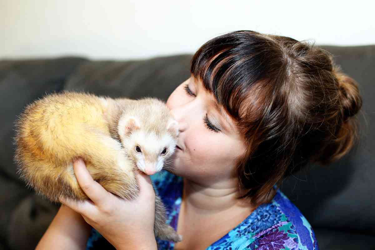 Ferrets as Pets: how much do ferrets cost? What is Their Aggressiveness ...