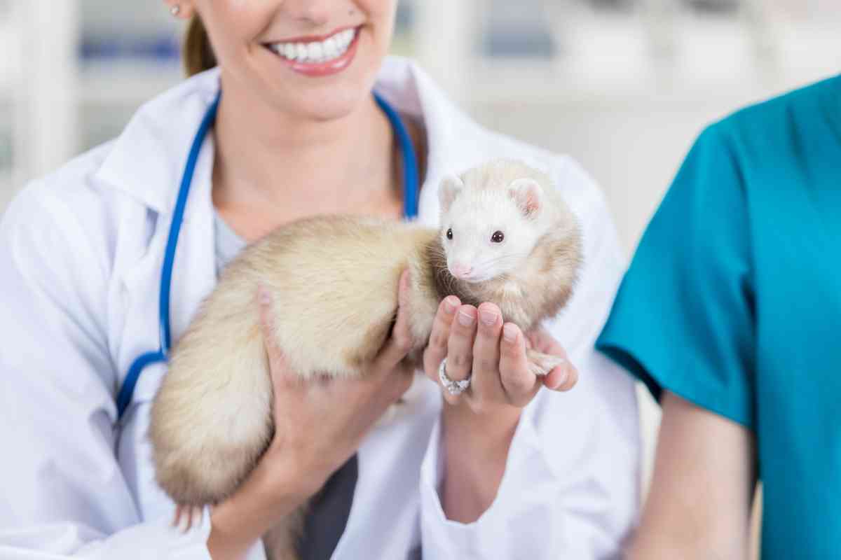 Ferrets as Pets: how much do ferrets cost? What is Their Aggressiveness ...