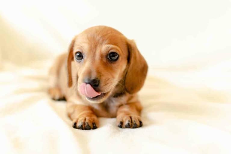 What Do Dachshunds Eat? The Ultimate Guide! - Embora Pets