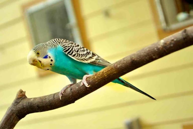 why did my parakeet die Suddenly? - Embora Pets