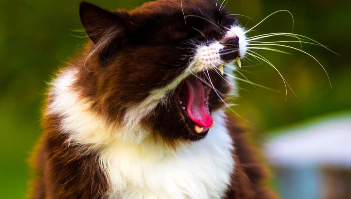 Why is My Cat Sneezing: Veterinary Advice for Your Cat - Embora Pets